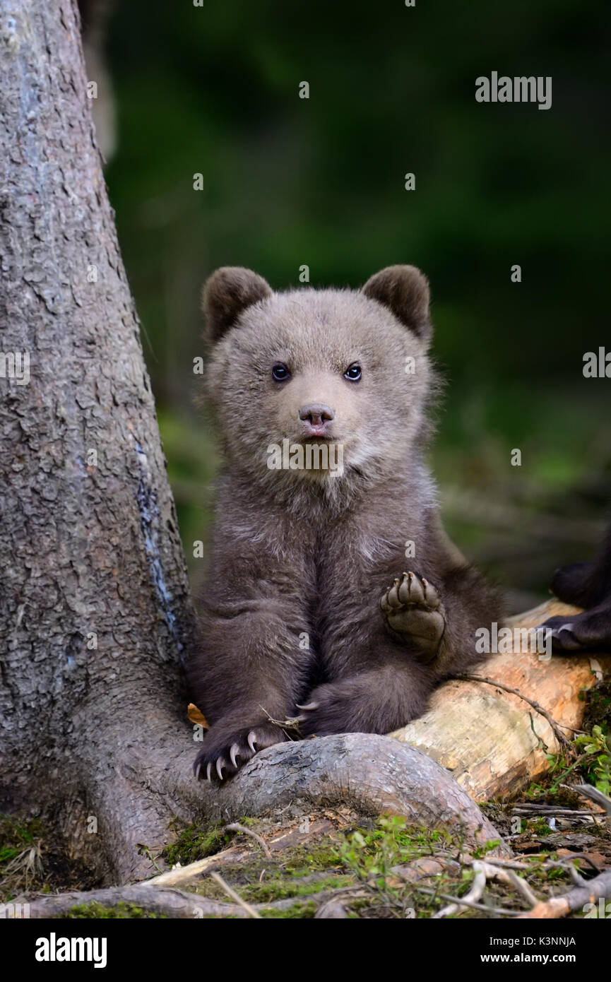 Young brown bear in the forest. Portrait of brown bear. Animal in the ...