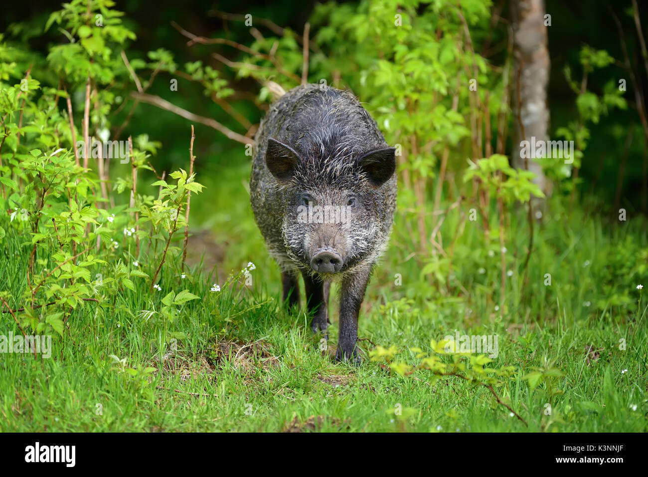 Wild boar on the forest in summer time Stock Photo - Alamy