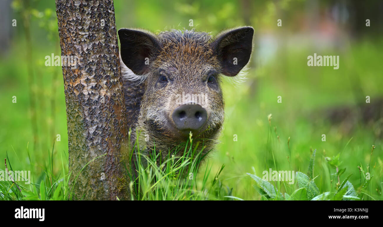Wild boar on the forest in summer time Stock Photo - Alamy