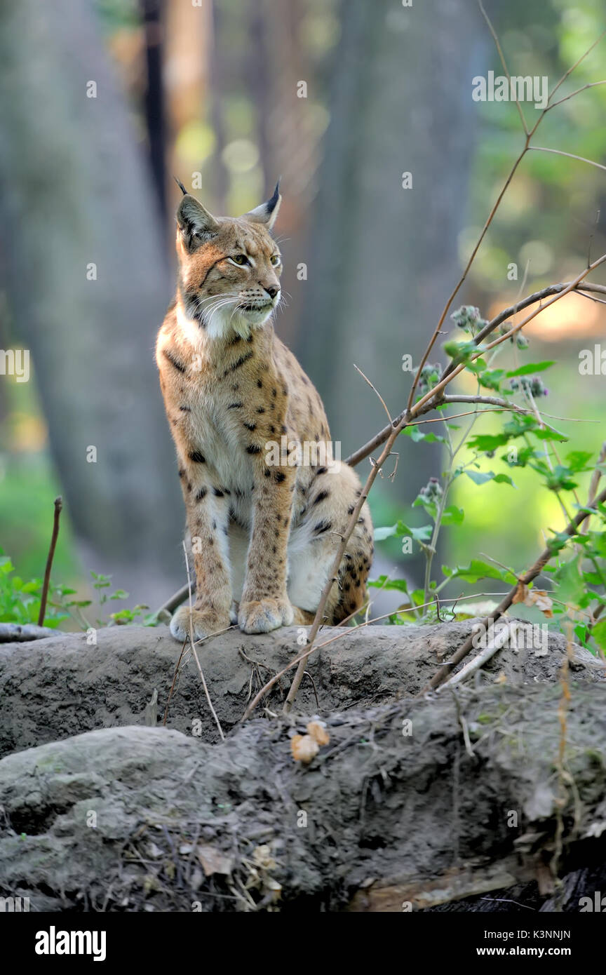 Eurasian lynx lynx lynx adult portrait hi-res stock photography and ...