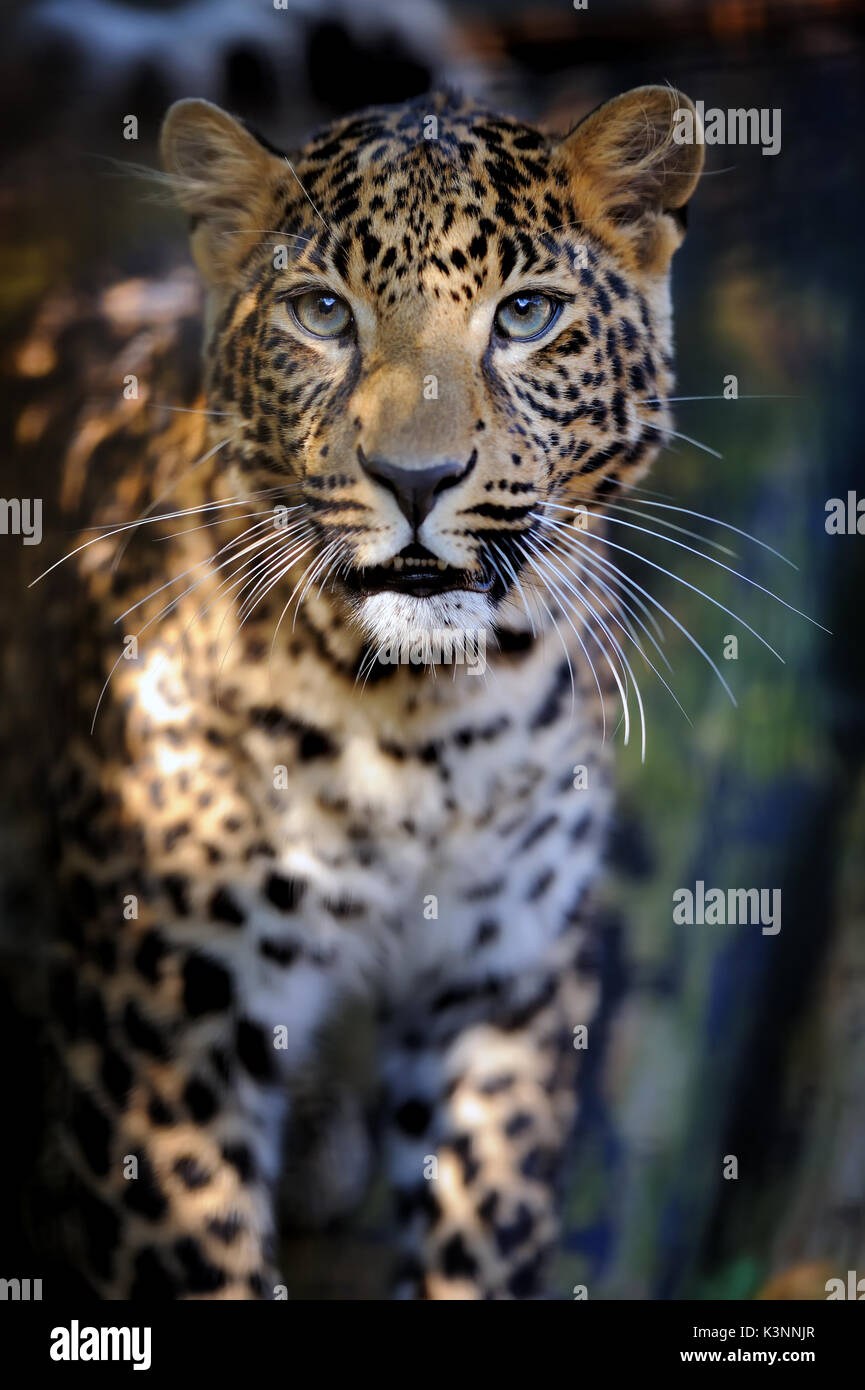 Close up leopard portrait Stock Photo - Alamy