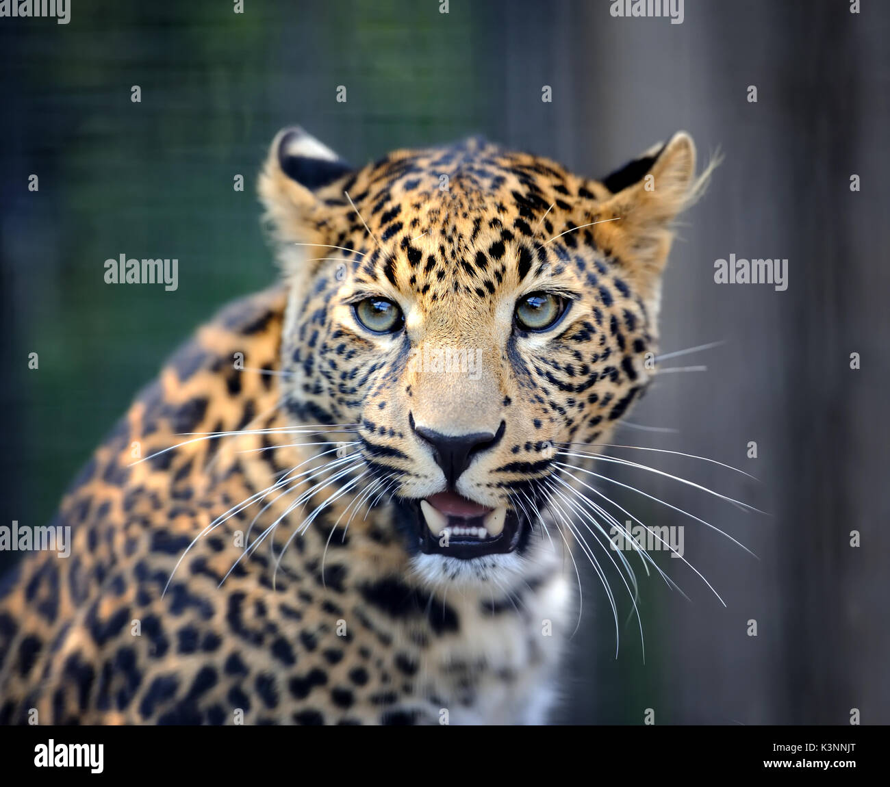 Close up angry leopard portrait Stock Photo - Alamy