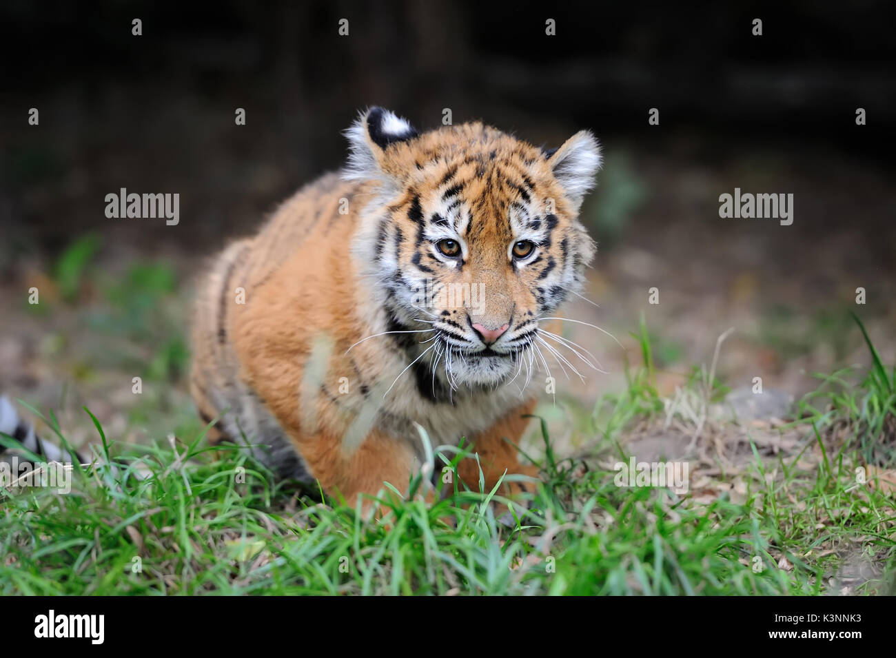 Siberian tiger cub hi-res stock photography and images - Alamy