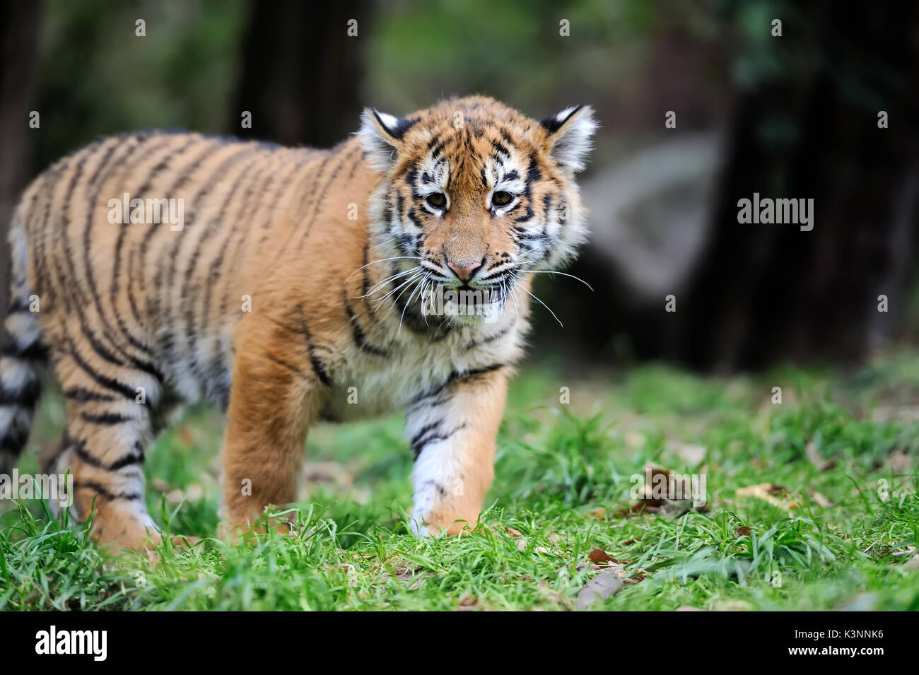 Baby bengal tiger cub portrait hi-res stock photography and images - Alamy