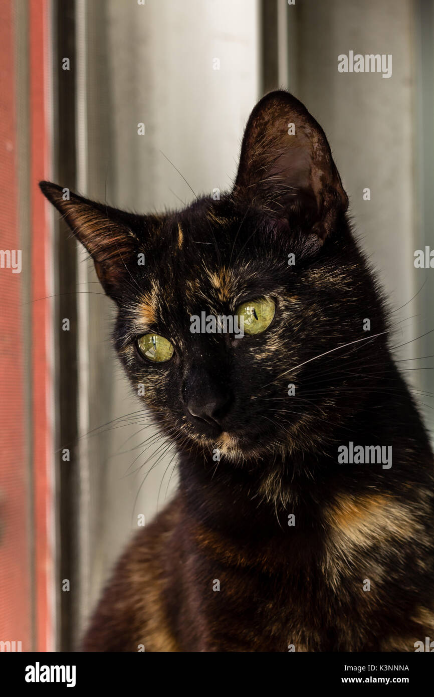 My cat looking through the window Stock Photo - Alamy