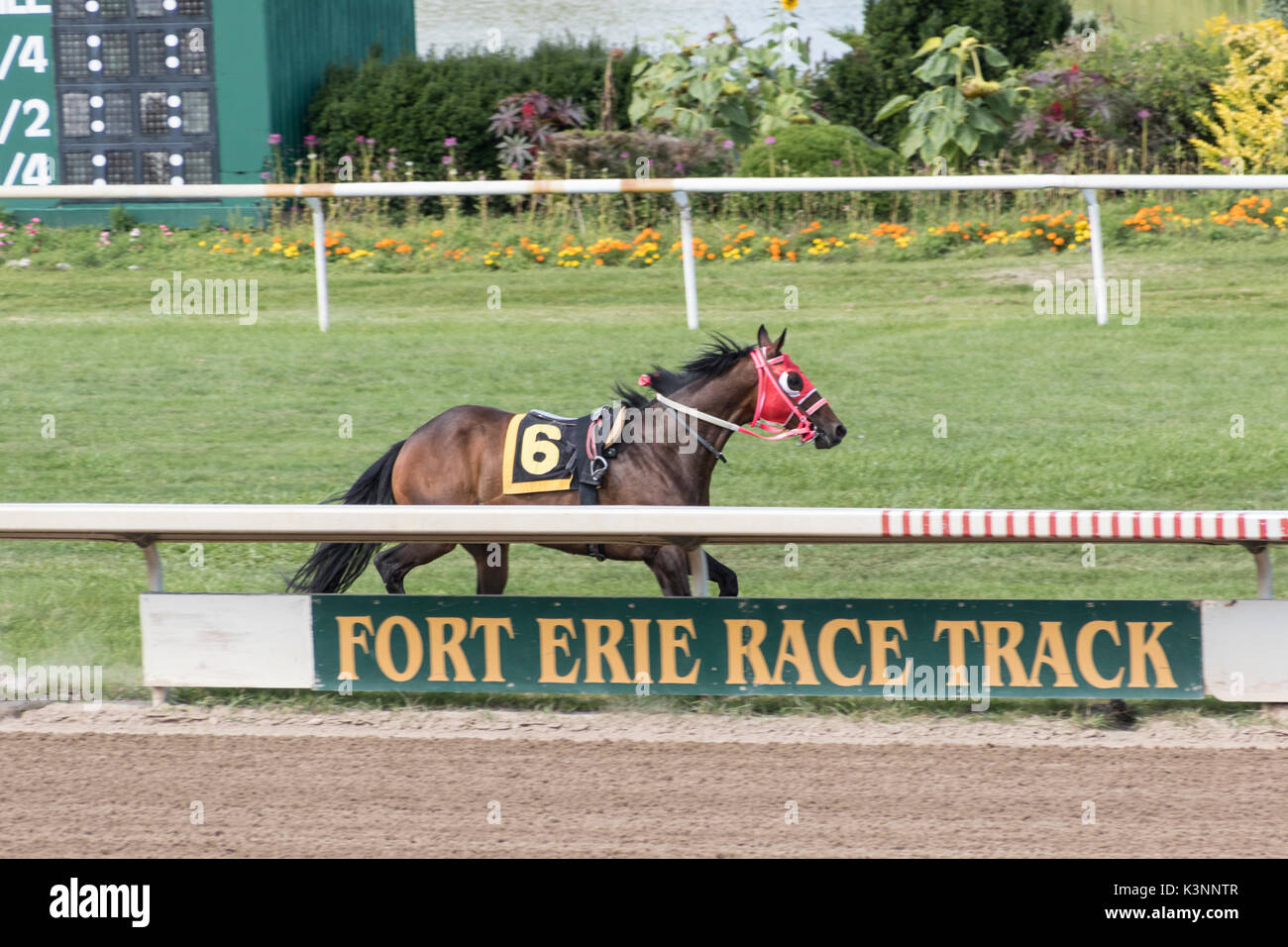 Thoroughbred Horse Racing Stock Photo - Alamy