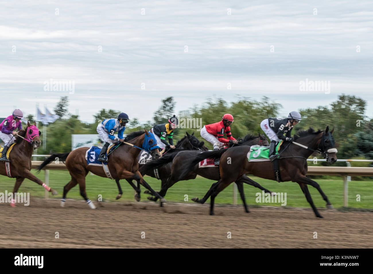 Black thoroughbred horse running hi-res stock photography and images ...