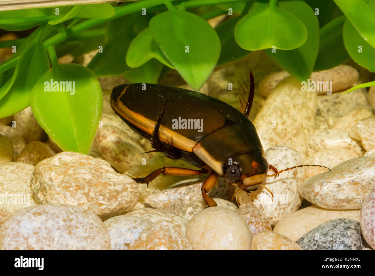 Predacious hi-res stock photography and images - Alamy