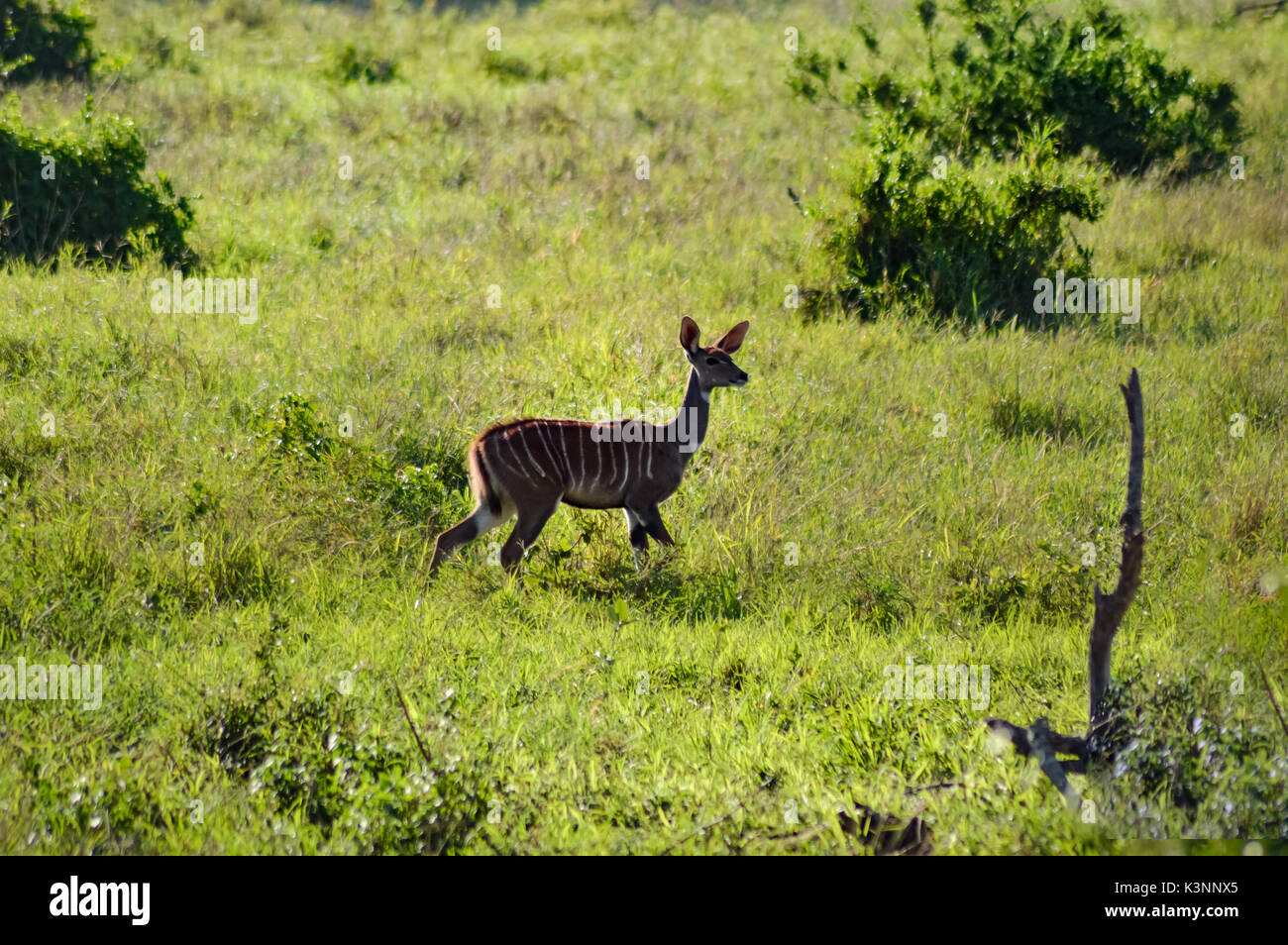 Kenya bongo hi-res stock photography and images - Alamy