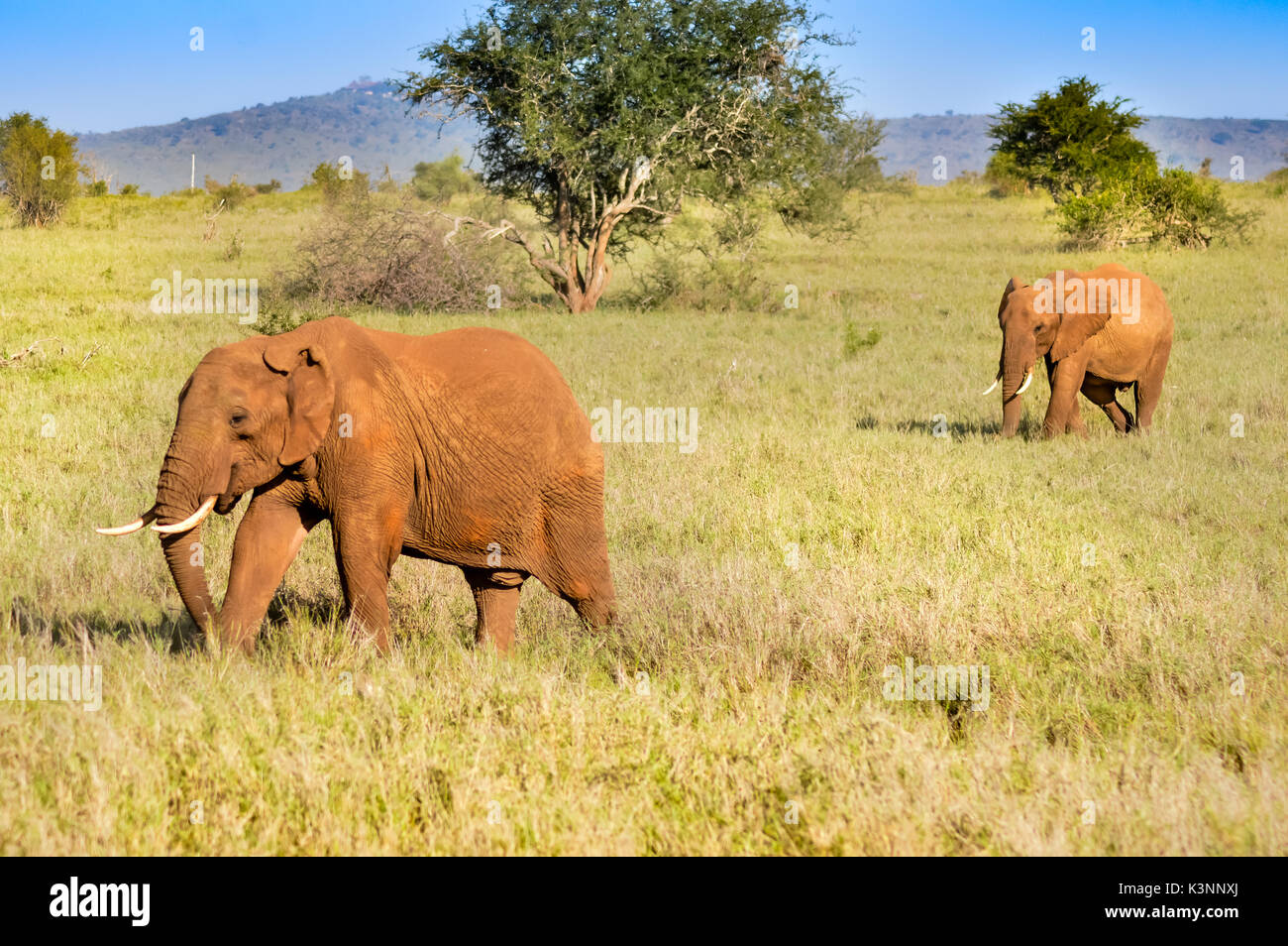 Isolated red elephant in the savannah of tsavo west park in Kenya Stock ...