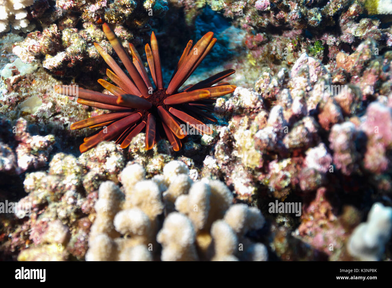 Closeup of red sea urchin, Mesocentrotus franciscanus, spines sticking ...
