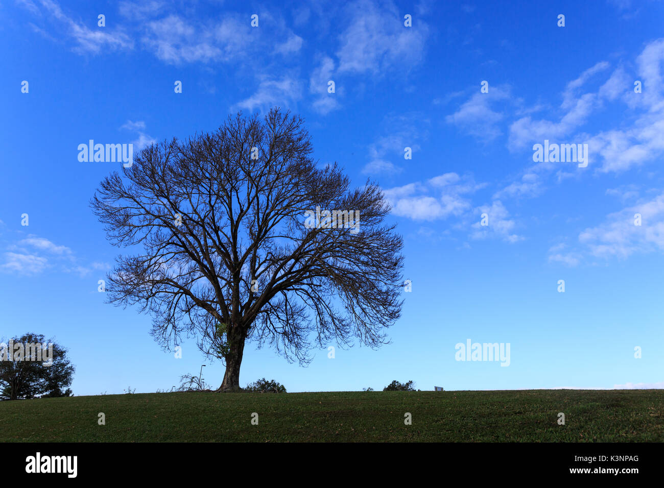 Very large and wide tree hi-res stock photography and images - Alamy