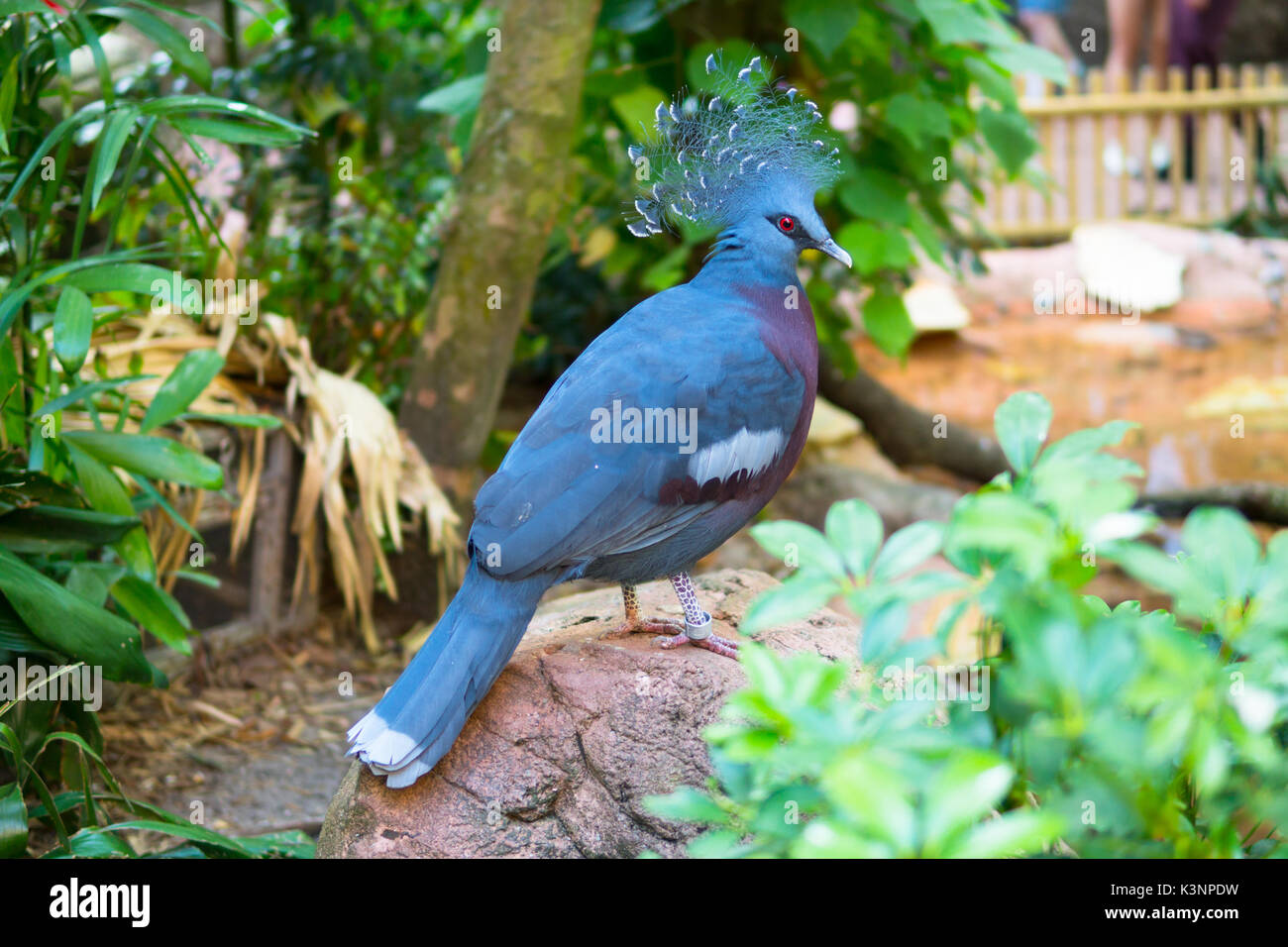 Victoria Crowned Pigeon Stock Photo - Alamy
