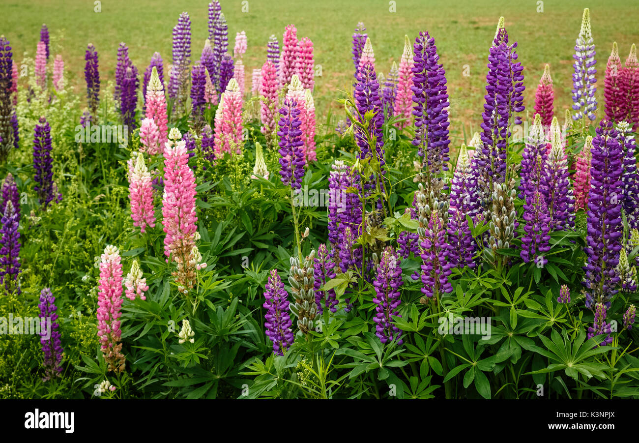 Beautiful wold flowers hi-res stock photography and images - Alamy