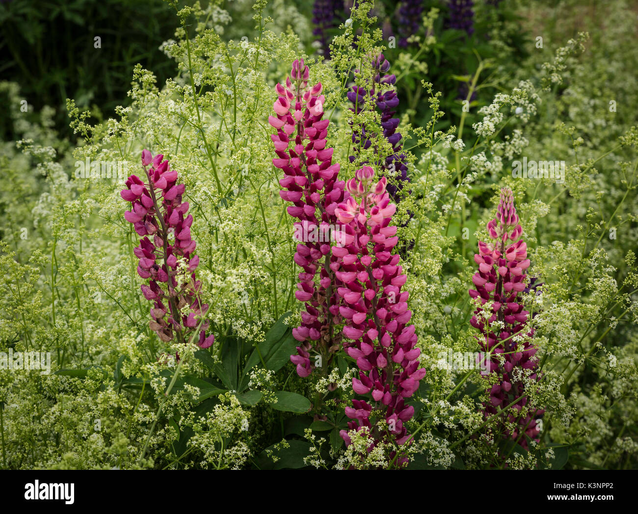 Colorful fuchsia lupines growing wild in a field in New Brunswick ...
