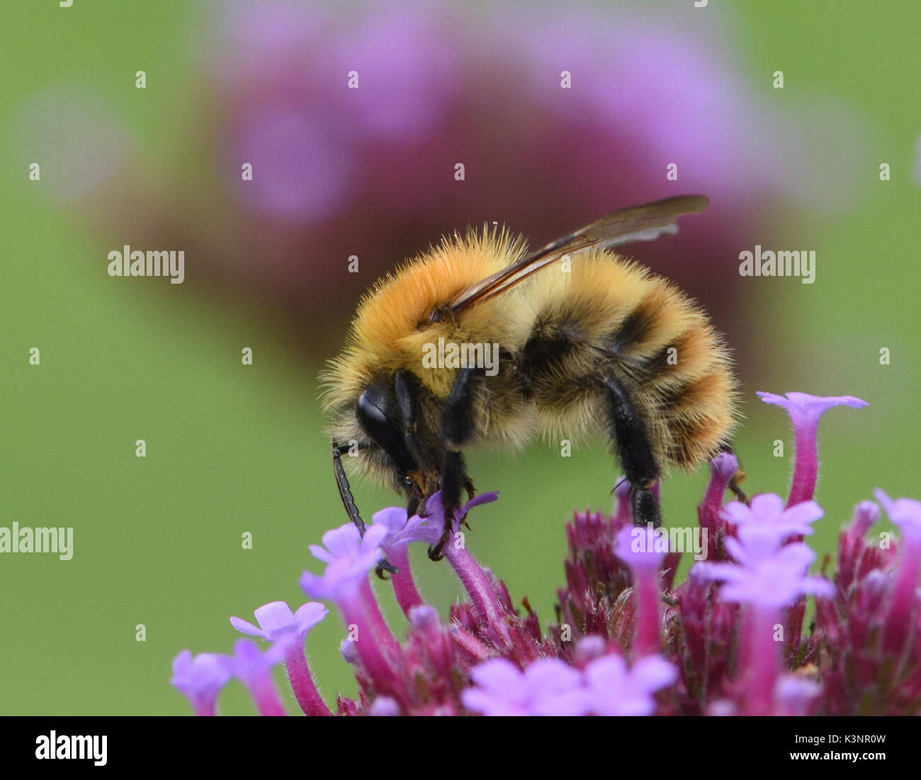 A worker common carder bee (Bombus pascuorum) forages on a Verbena ...