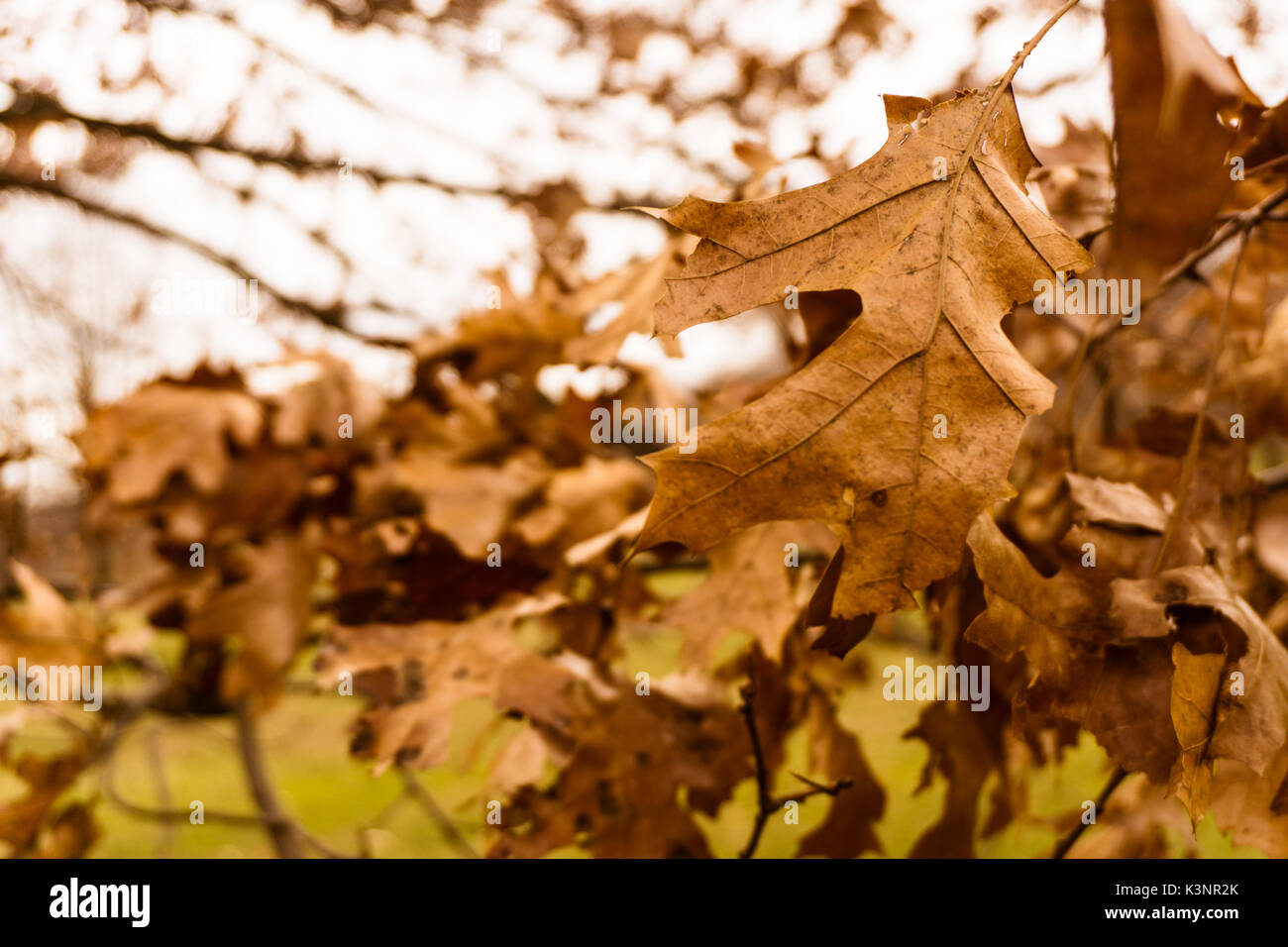 Dry Leaves On Tree