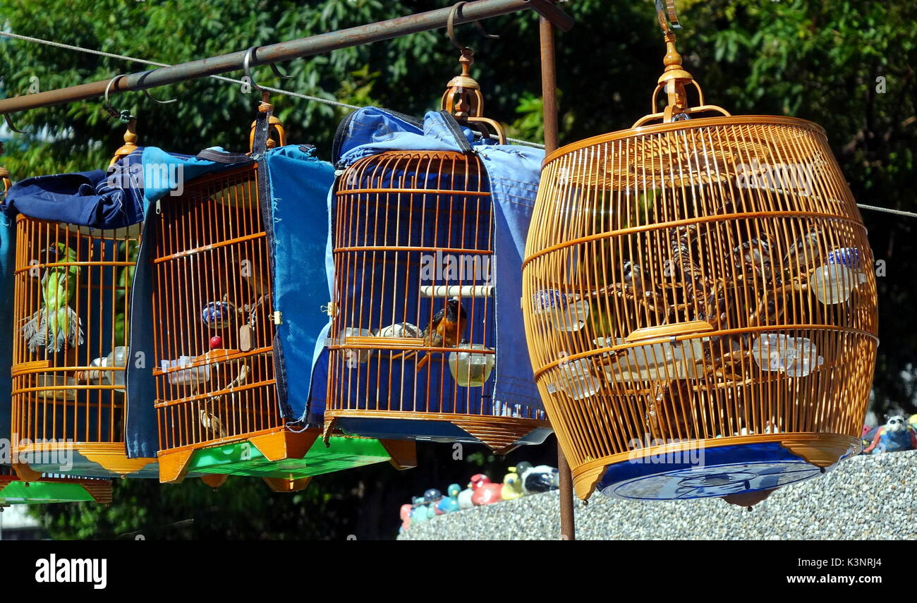 A street vendor sells birds in traditional bamboo cages Stock Photo - Alamy