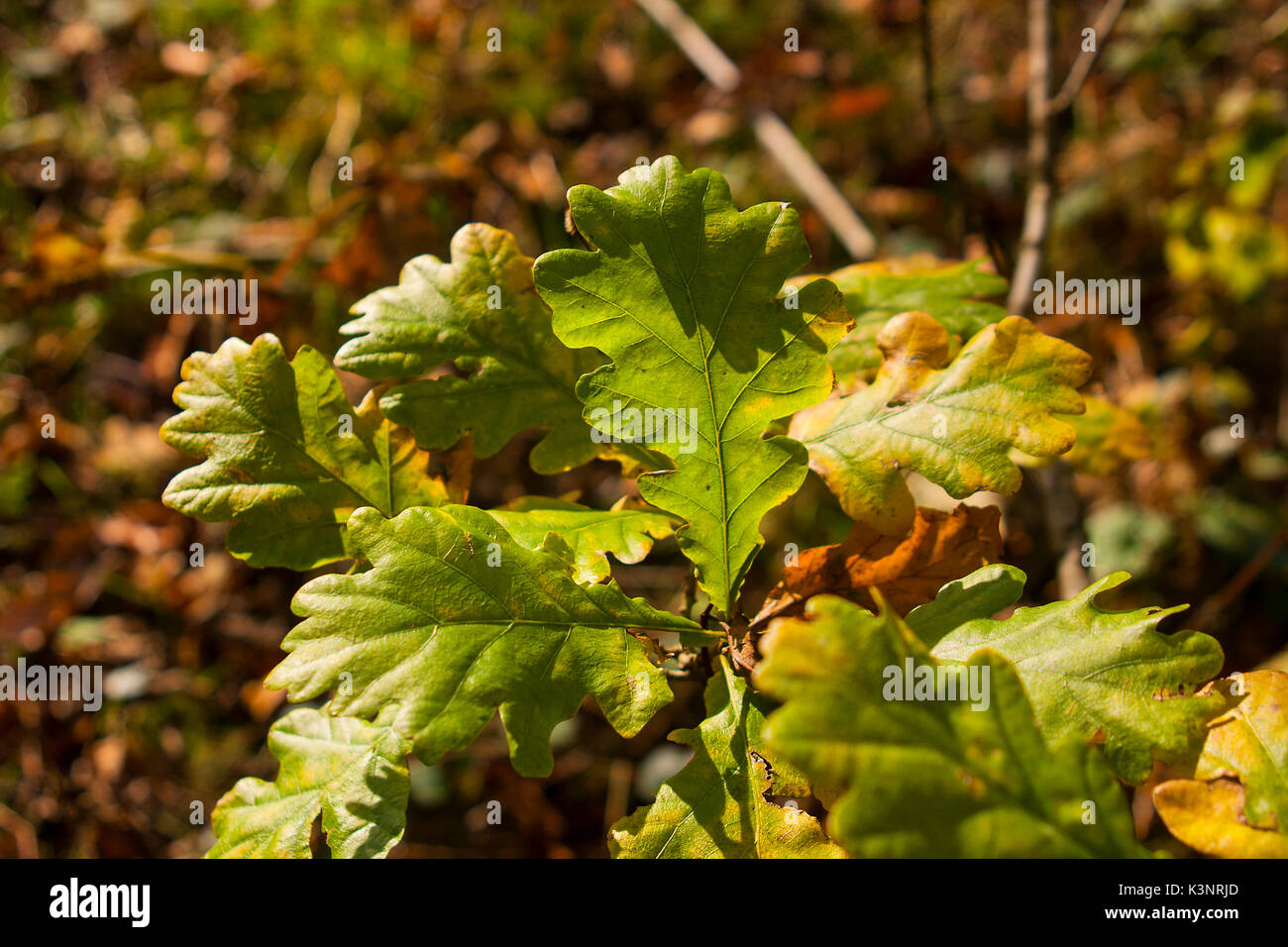 Native trees to ireland hi-res stock photography and images - Alamy