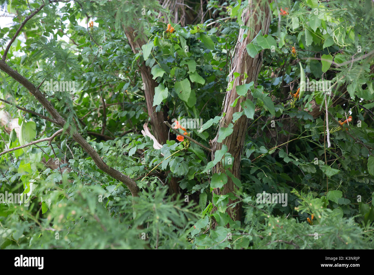 Pretty trumpet creeper flowers growing on a tree Stock Photo - Alamy