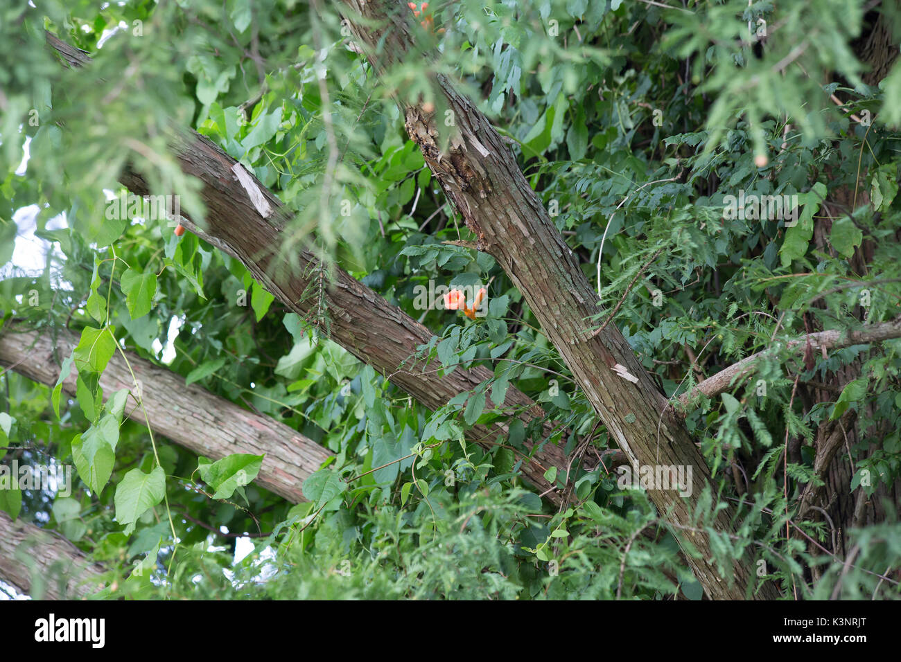 Pretty trumpet creeper flowers growing on a tree Stock Photo - Alamy