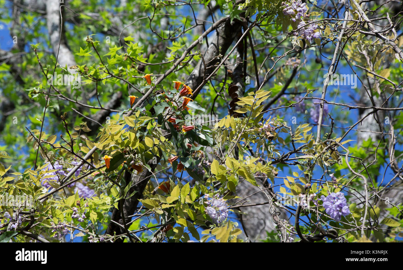 Pretty trumpet creeper flowers growing on a tree Stock Photo - Alamy