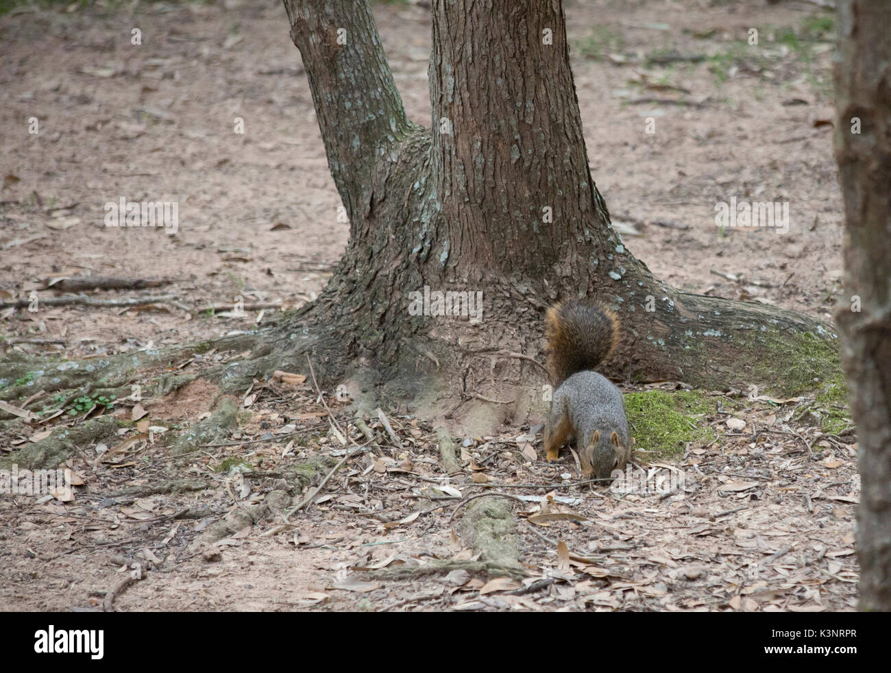 Eastern gray squirrel (Sciurus carolinensis) digging in the ground ...