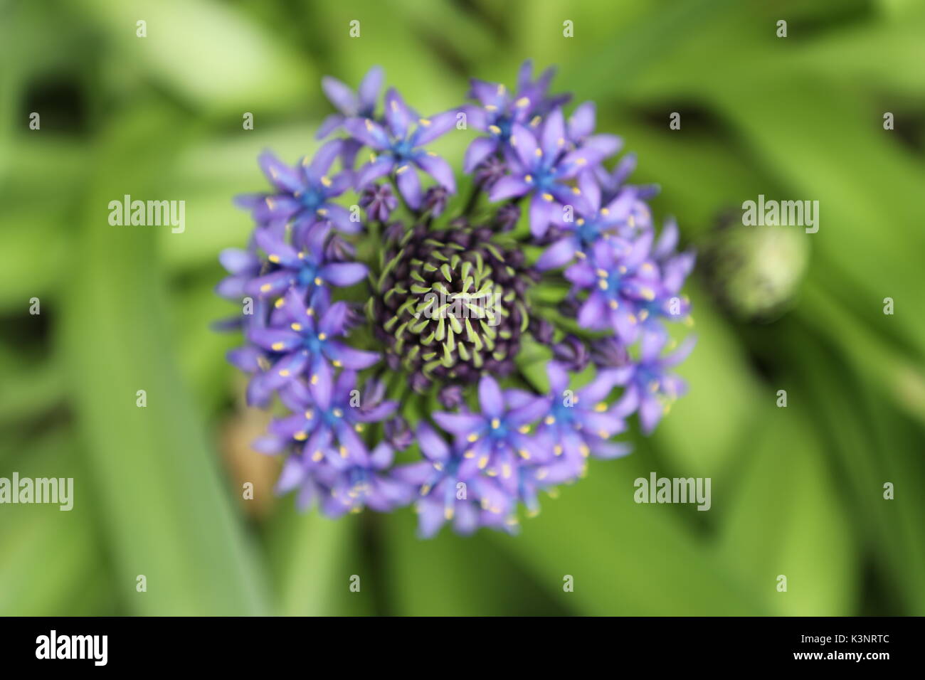 Purple Cluster of Flowers Stock Photo - Alamy