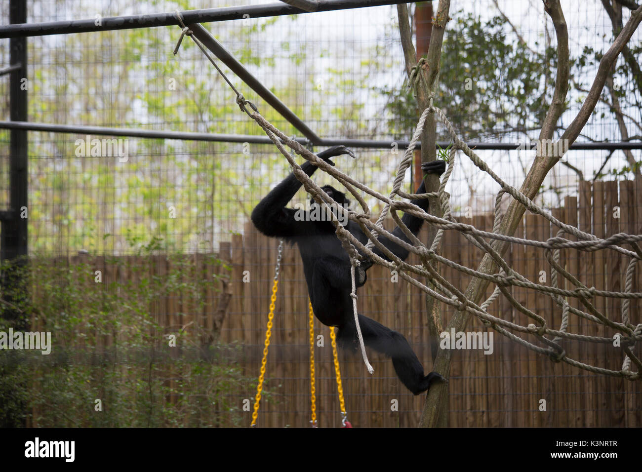 Siamang gibbon (Symphalangus syndactylus) playing on a rope Stock Photo ...
