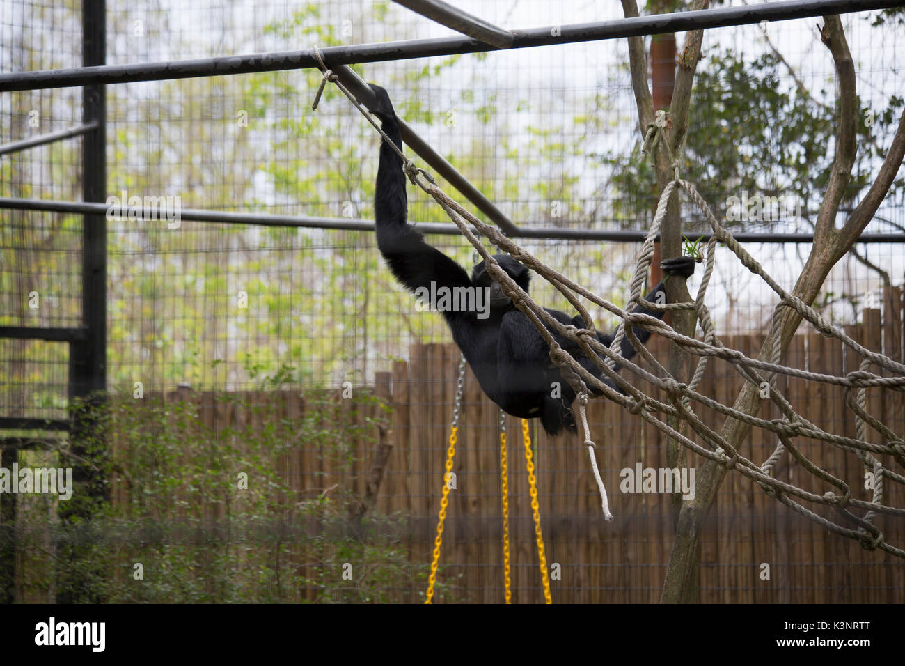 Siamang gibbon (Symphalangus syndactylus) playing on a rope Stock Photo ...