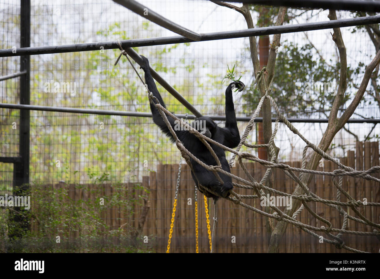 Siamang gibbon (Symphalangus syndactylus) playing on a rope Stock Photo ...