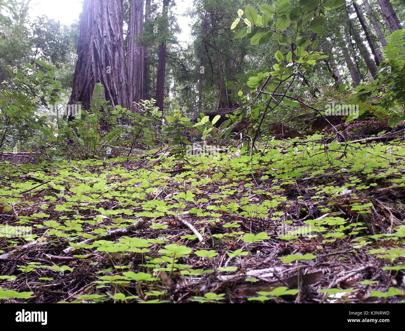 Forest Floor Redwood Sorrel Close Up Stock Photo - Alamy