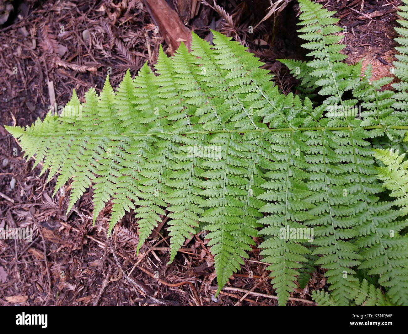 Magnificent fern hi-res stock photography and images - Alamy