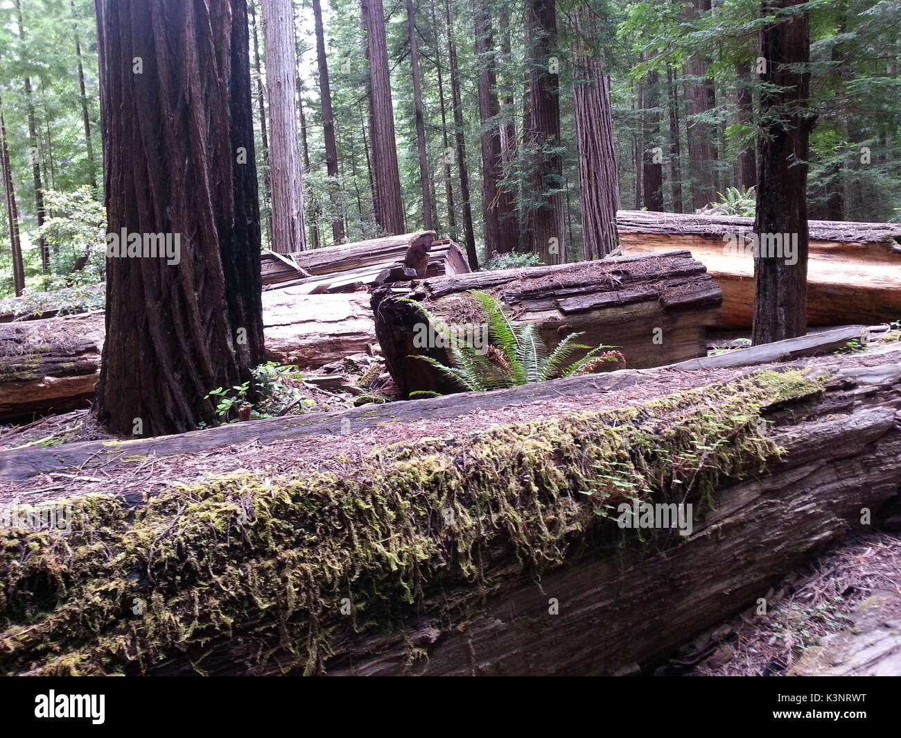 Wander Through the Forest Stock Photo - Alamy