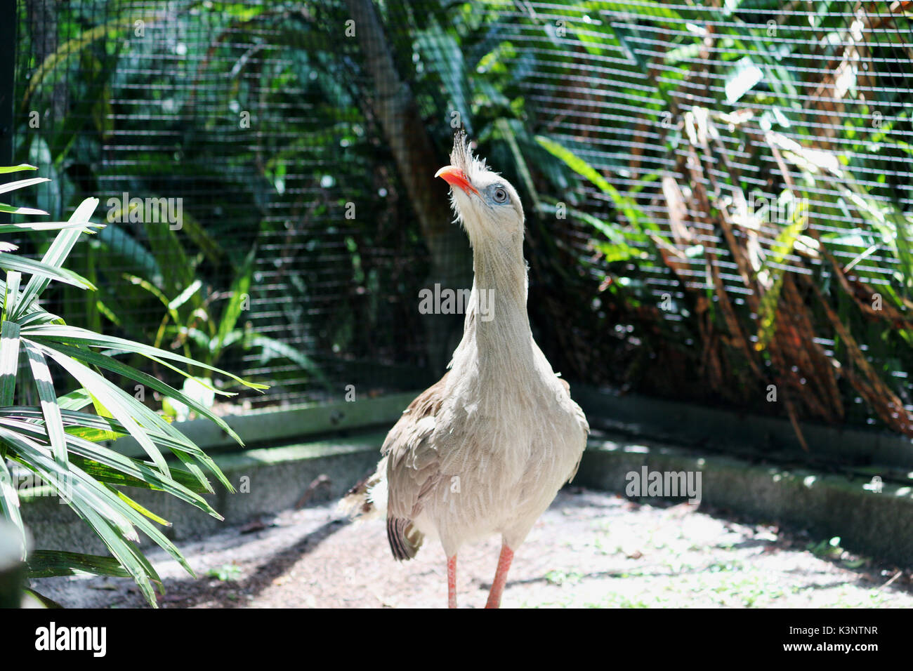 A large Brazilian bird, the Red Legged Seriema Stock Photo - Alamy