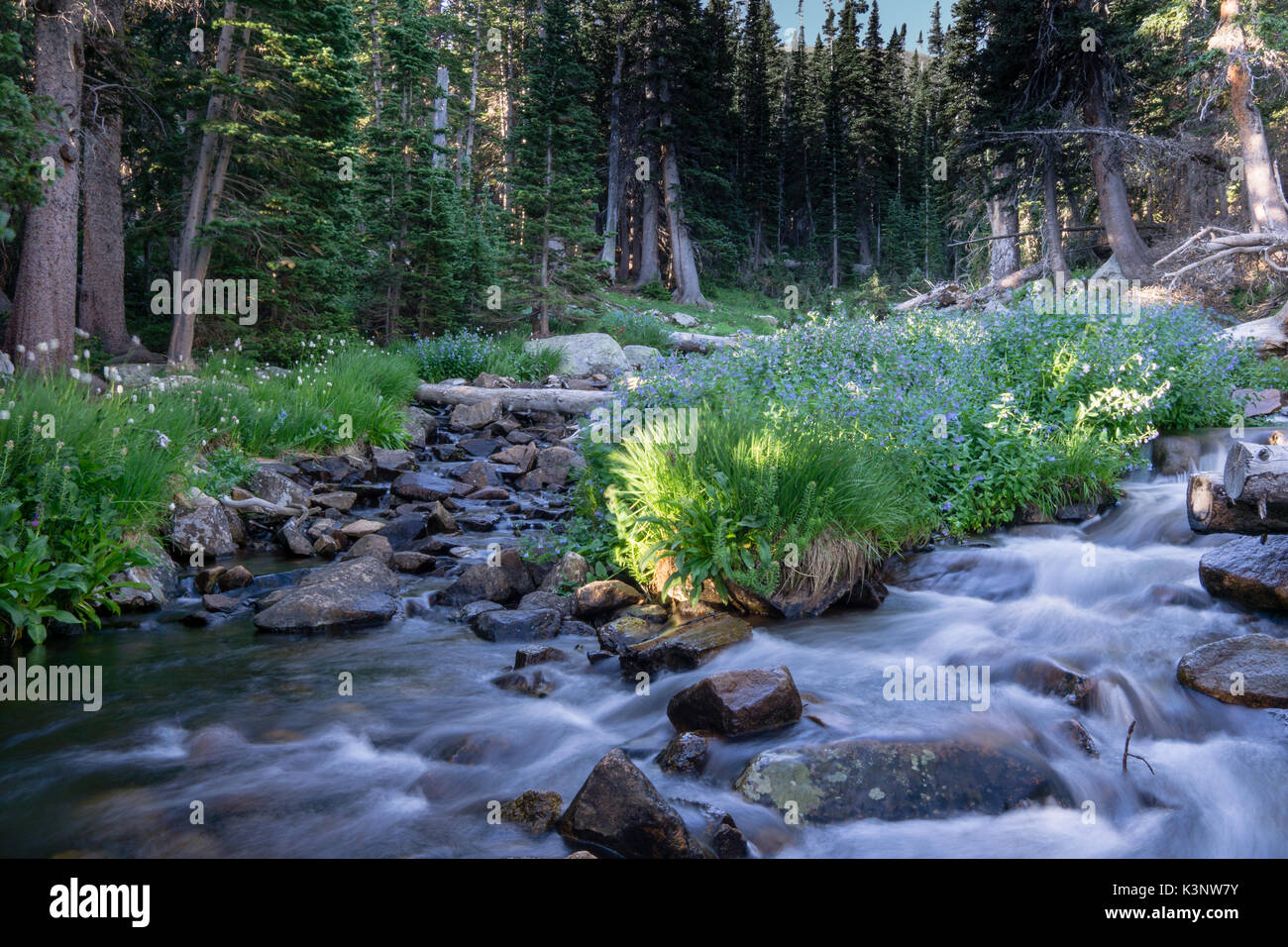 Wildflowers on a River in Colorado. Brainard Lake Recreation Area ...
