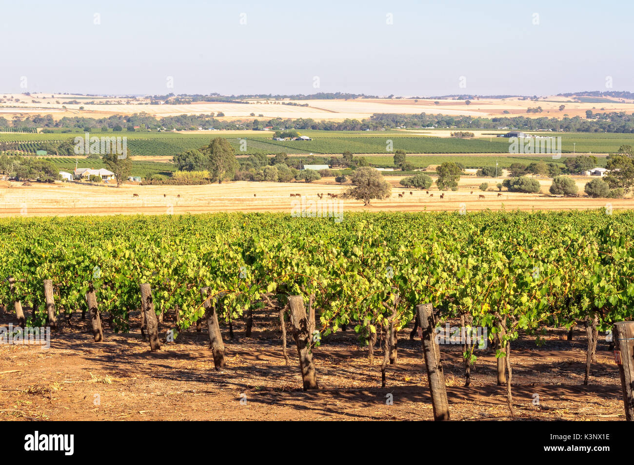Australia grapevine vineyard hi-res stock photography and images - Alamy