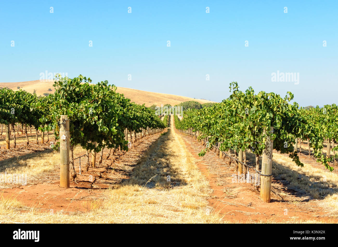 Barossa valley hi-res stock photography and images - Alamy