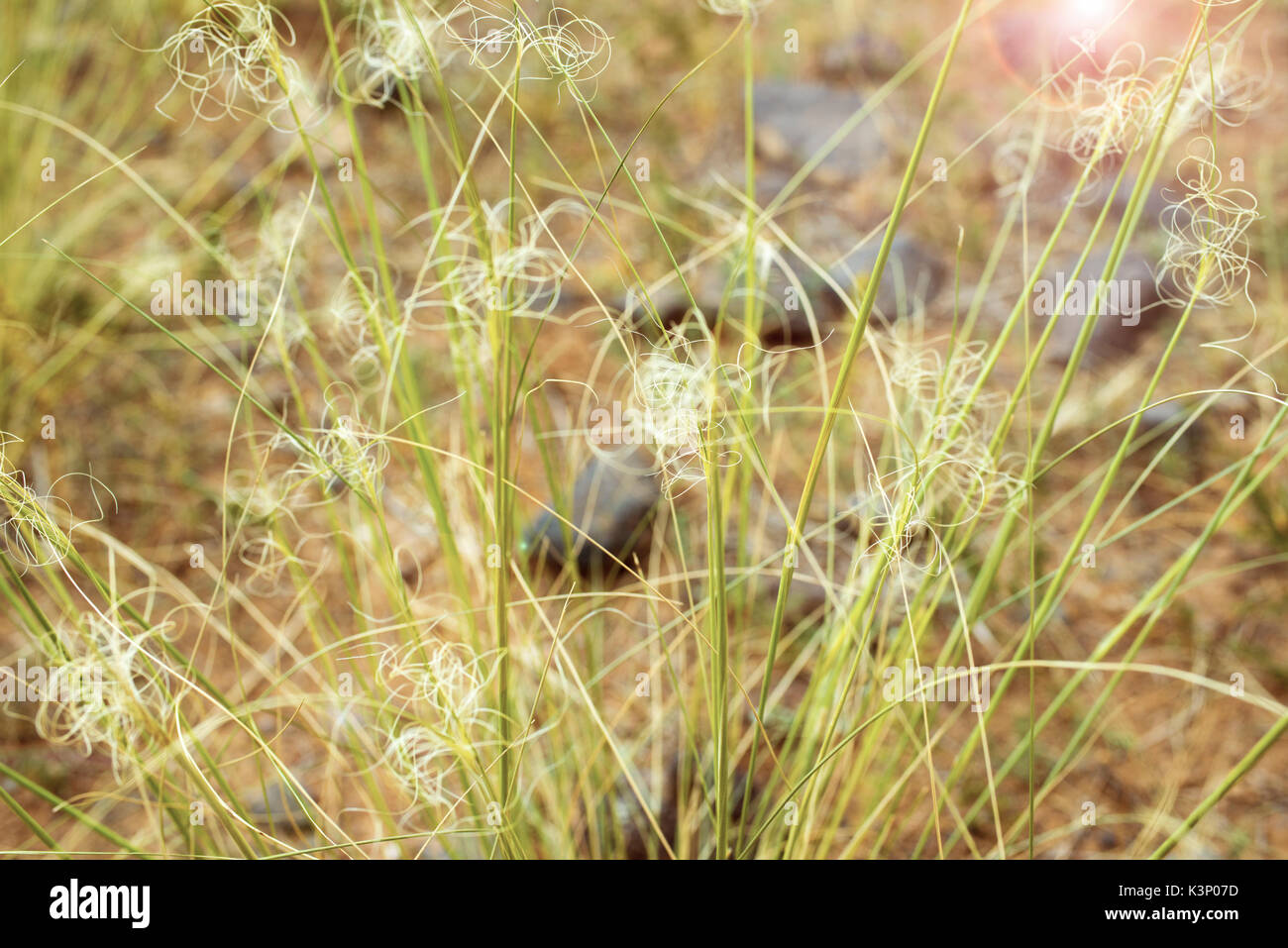 Weeds closeup curve shape of flowers and seeds Stock Photo - Alamy