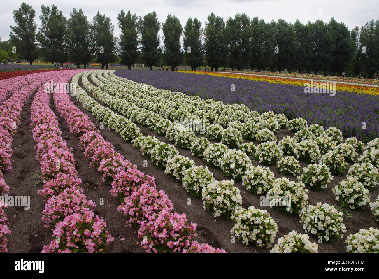 Colourful begonias at Farm Tomita in Nakafurano, Hokkaido, Japan Stock ...