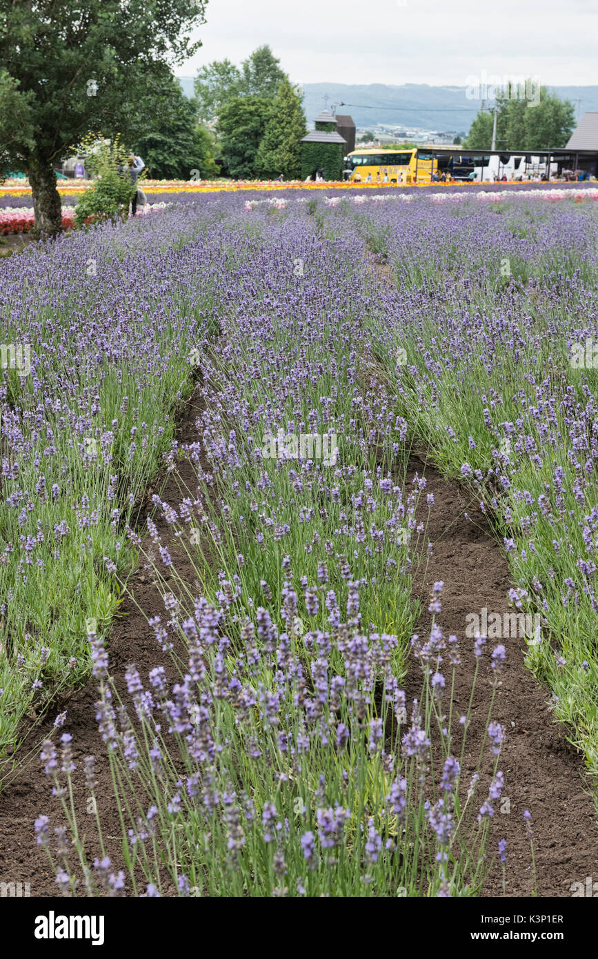 Lavender fields japan hi-res stock photography and images - Alamy
