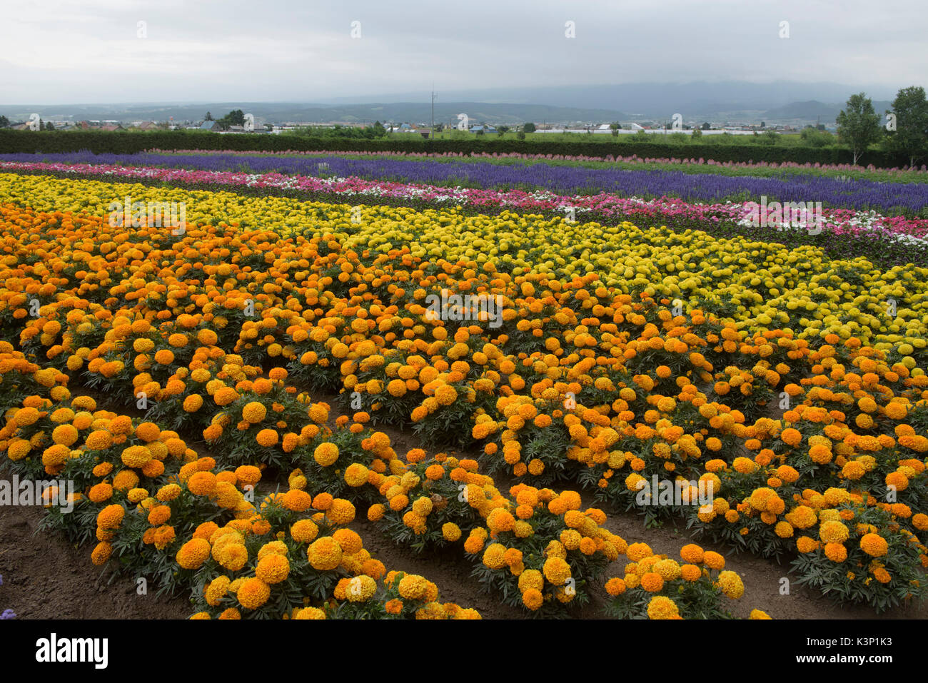 Colourful marigolds (tagetes erecta) at Farm Tomita in Nakafurano ...