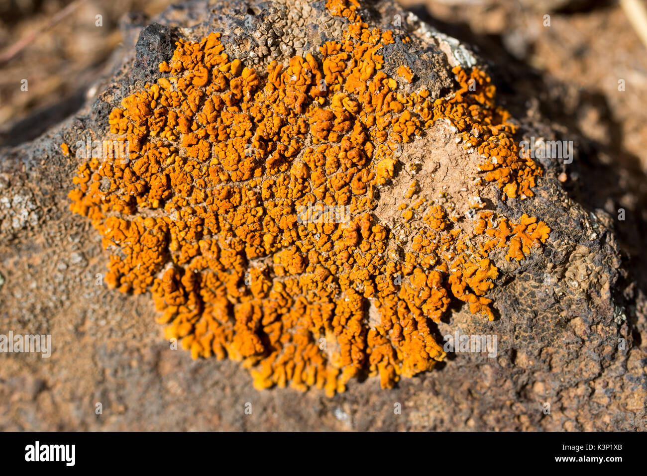 Lichen of tree bark and rocks hi-res stock photography and images - Alamy