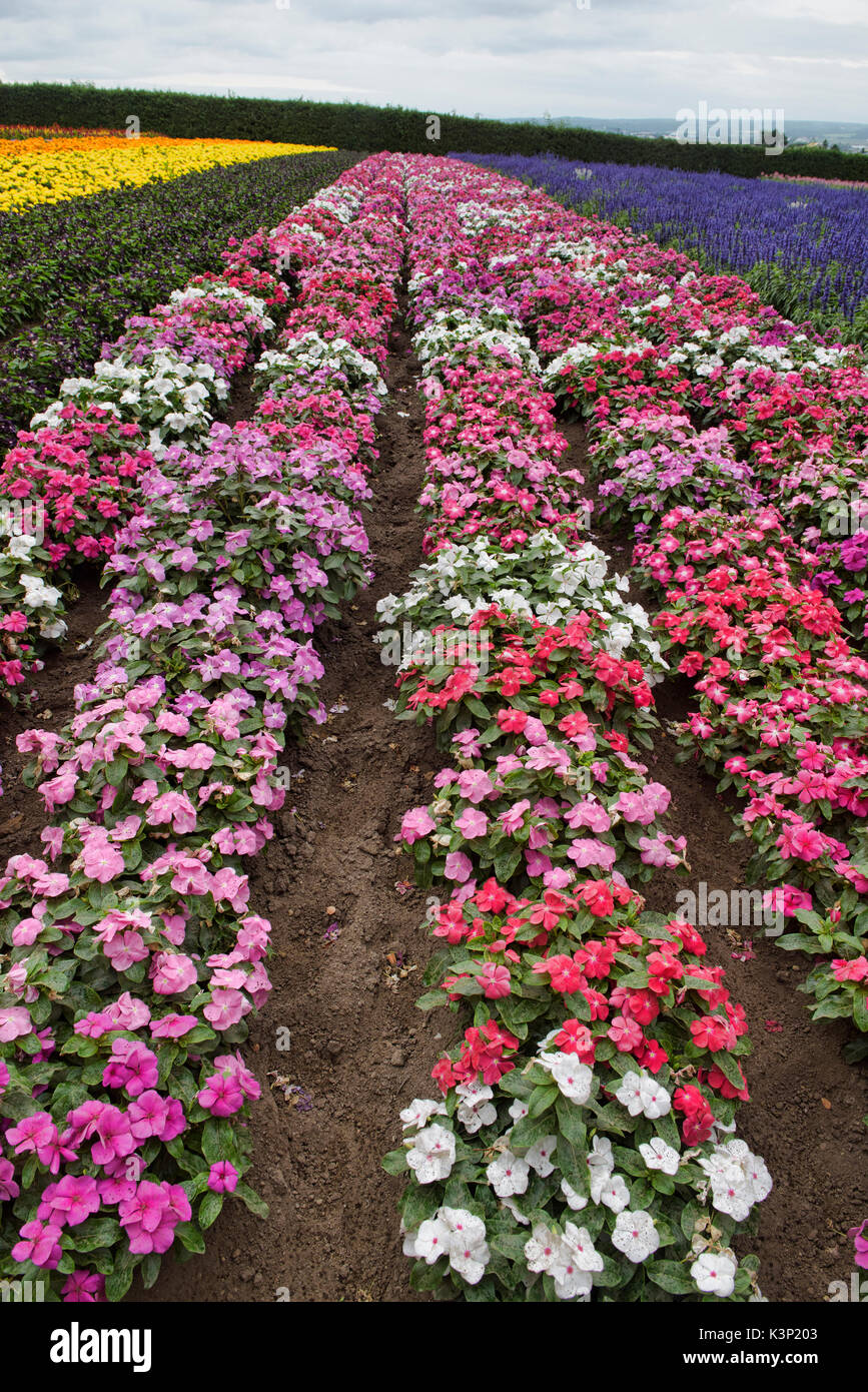 Rows of Madagascar periwinkle (Catharanthus roseus) at Farm Tomita in ...