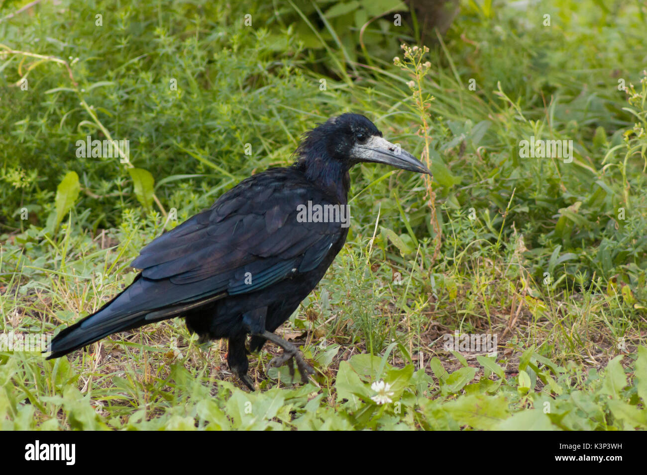 City birds - rook - Corvus frugilegus - black crow Stock Photo - Alamy