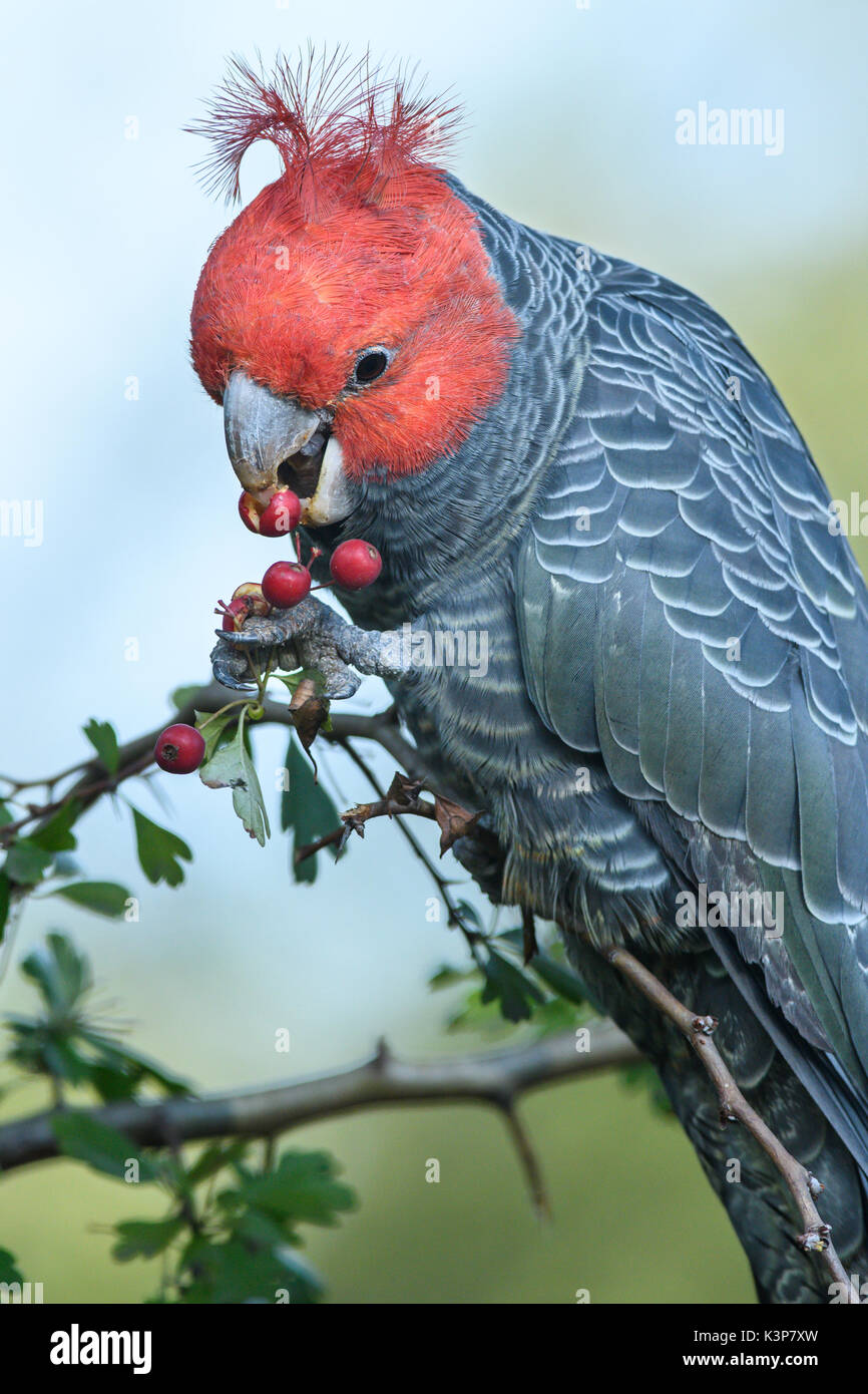 Gang gang cockatoo hi-res stock photography and images - Alamy