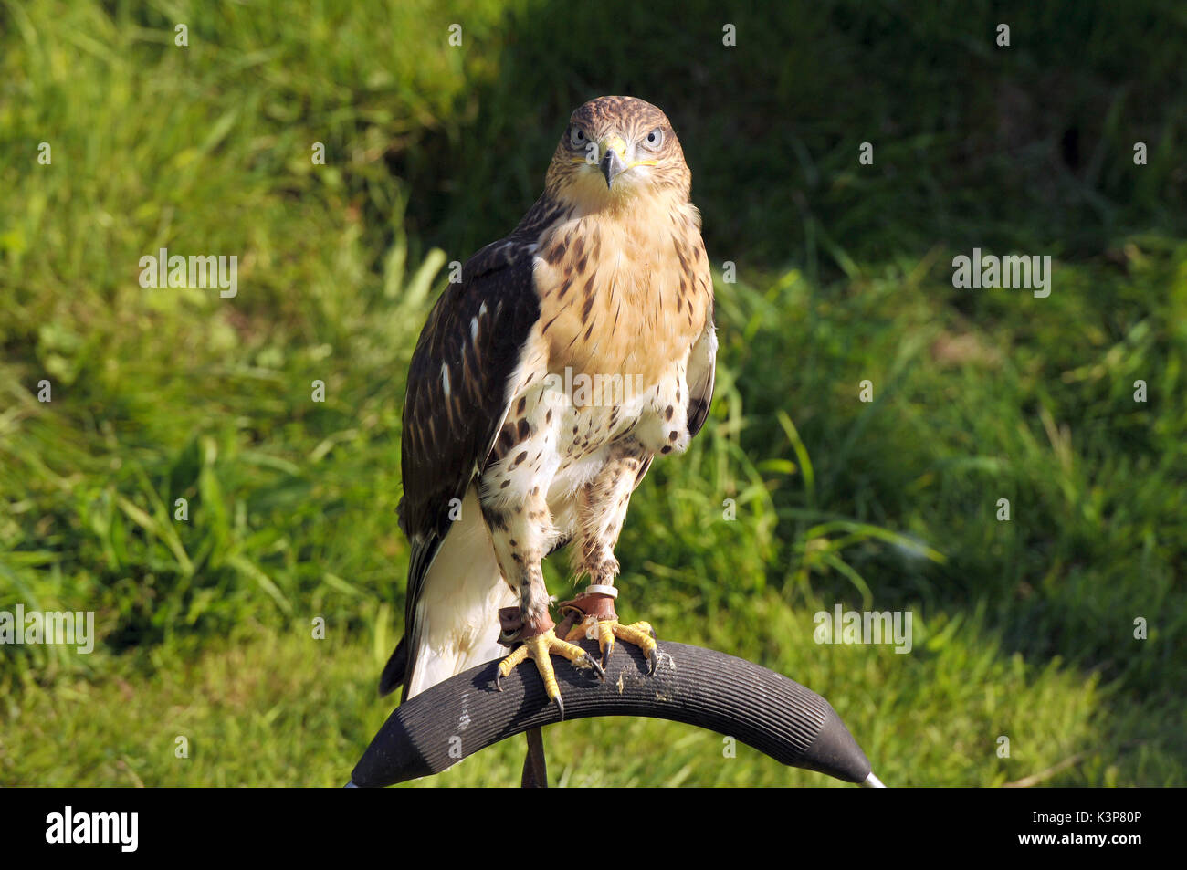 Preying hawk hi-res stock photography and images - Alamy