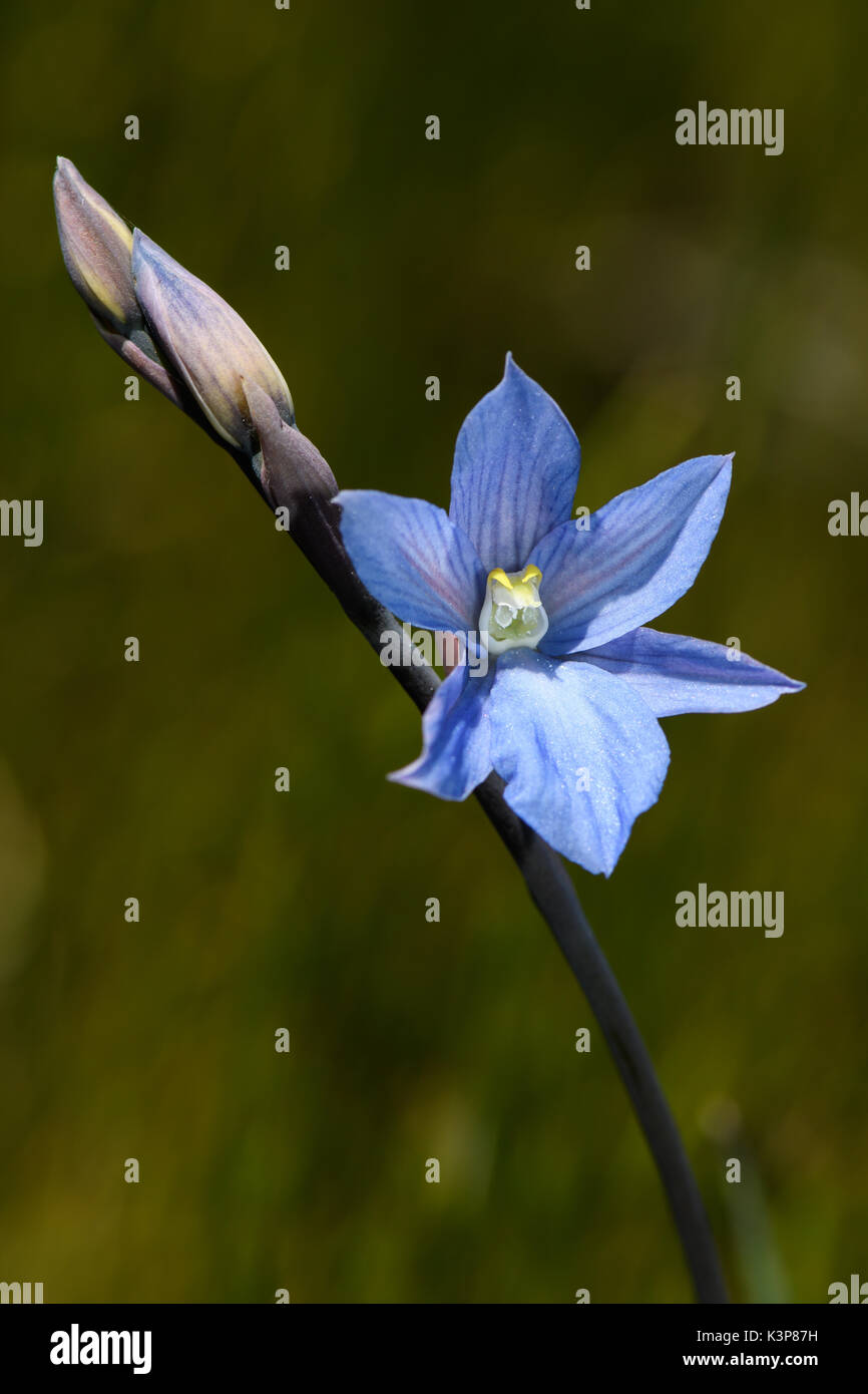 Cyanea hi-res stock photography and images - Alamy
