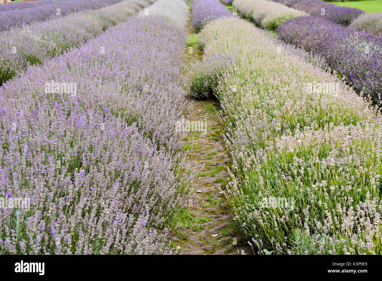 Rows of lavender (lavandula) flowers in field on farm Stock Photo - Alamy