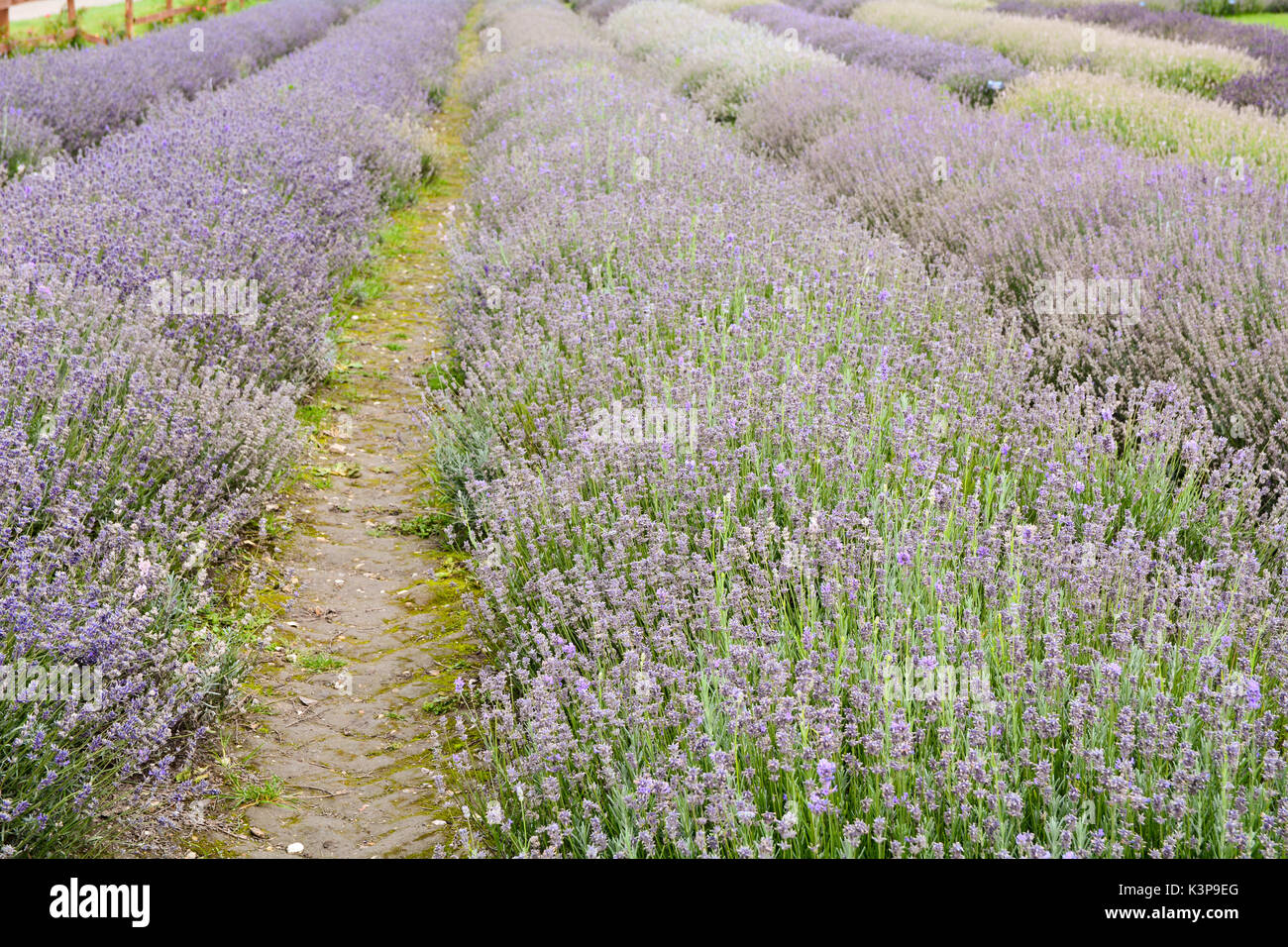 Rows of lavender (lavandula) flowers in field on farm Stock Photo - Alamy
